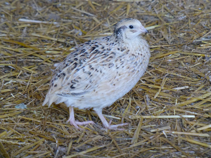 Réservez vos cailles auprès de votre éleveur gardois - SARL Fauque.