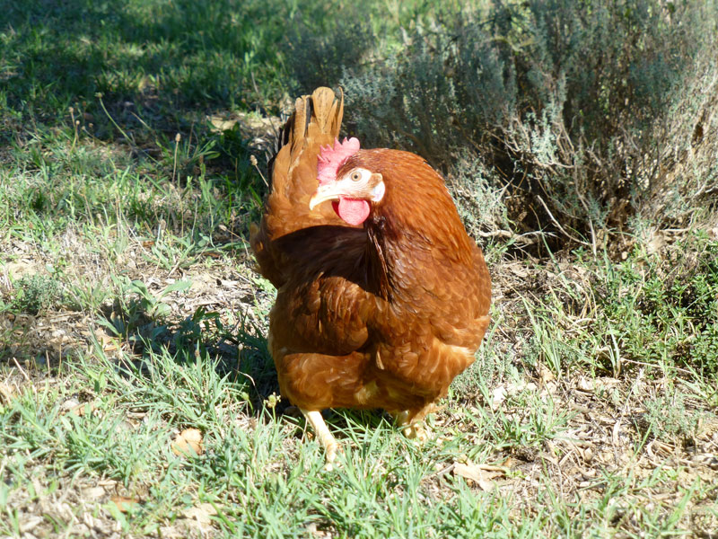 Découvrez au sein de l'élevage Fauque la poule rousse | Ferme avicole