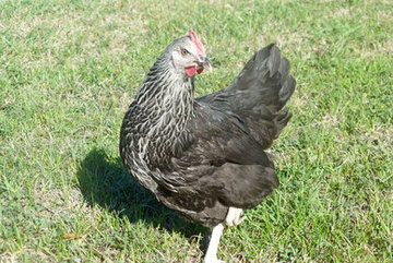 Pondeuse Médicis • Élevage Fauque