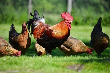 Acheter un Coq reproducteur à Deaux • Élevage Fauque