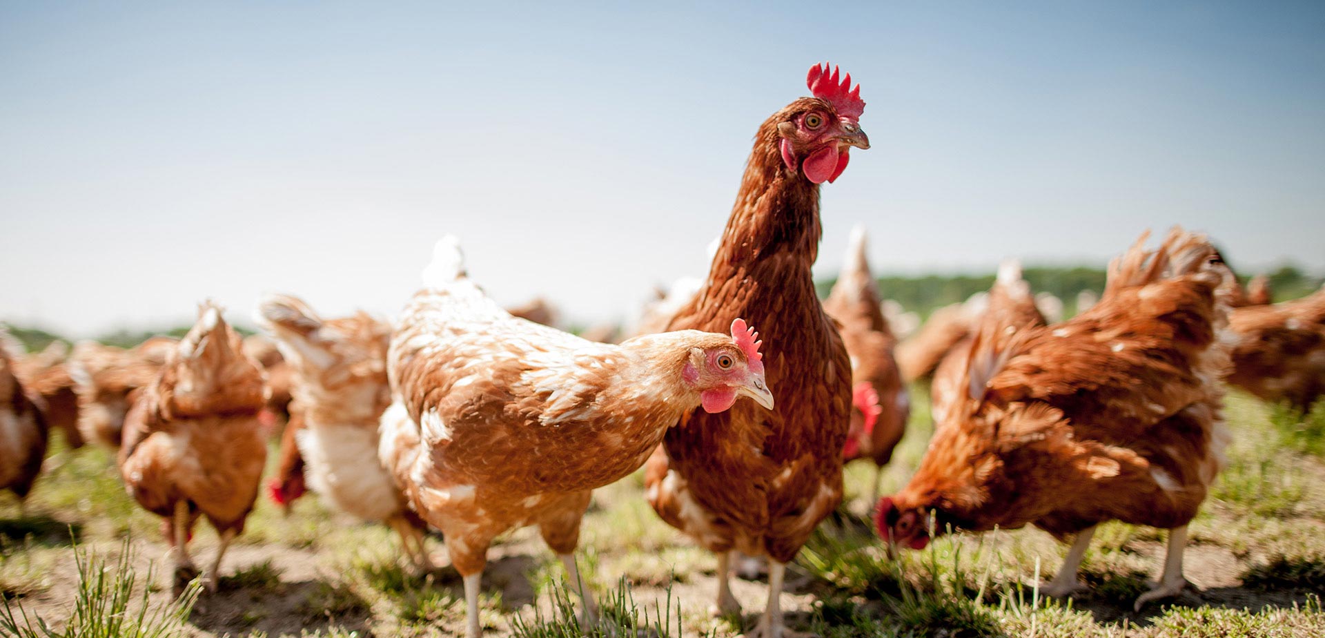 Elevage de volailles à Deaux dans le Gard - SARL FAUQUE